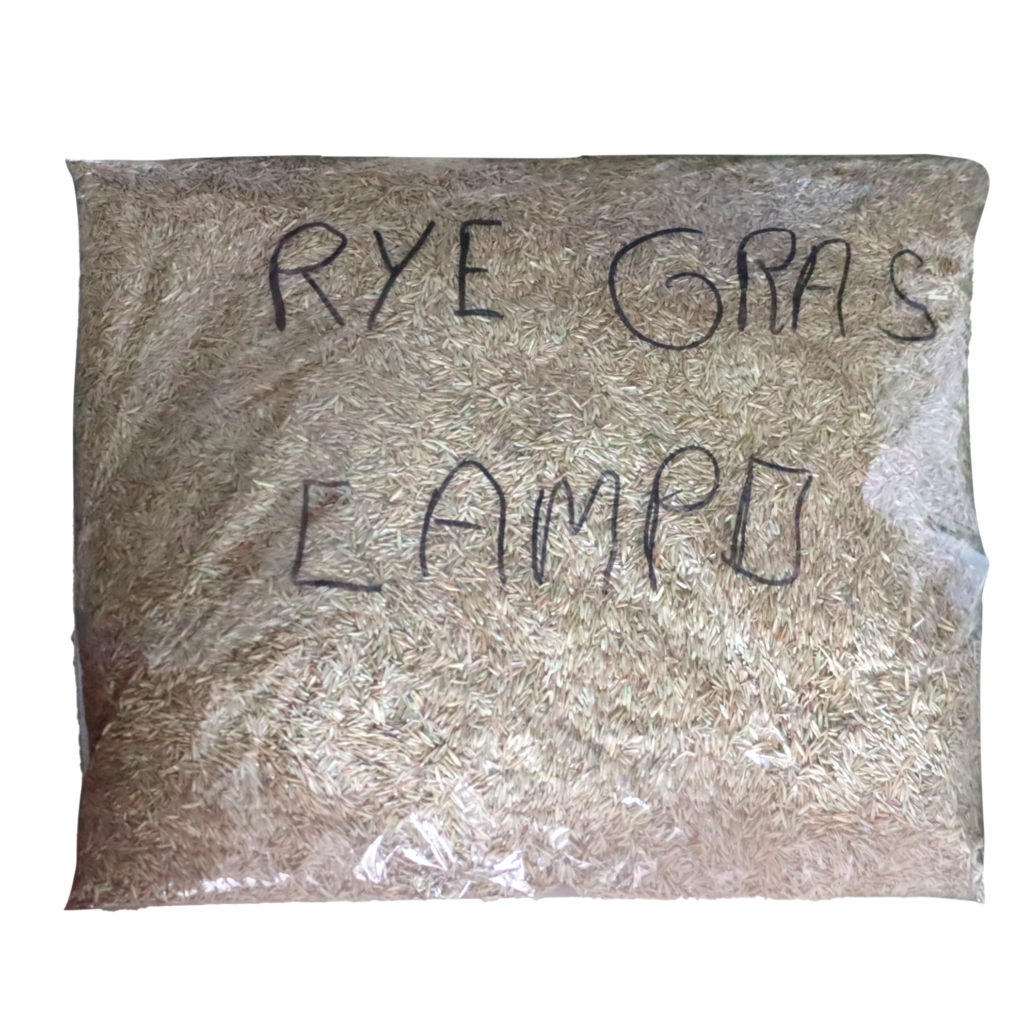 RYE GRASS MIX SIERRA CAMPO DEPORTIVO - Agro Karina